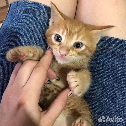 Ласковые и игривые котята ищут дом