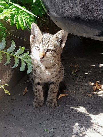 Котенок. Осталась одна