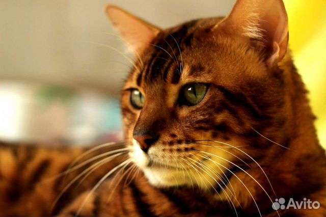 Элитные бенгальские котята. вязка с Чемпионом