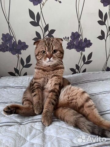 Шотландский вислоухий кот
