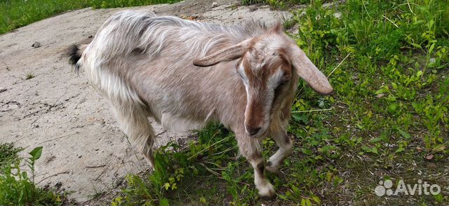 Козочки дойные заанонубийские комолые и не только