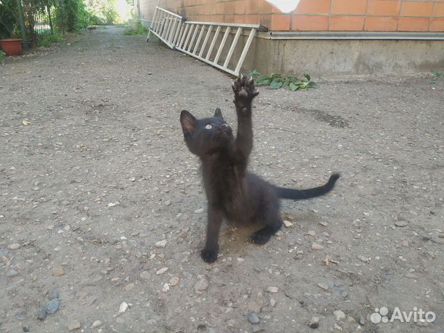 Пасхальный котёнок