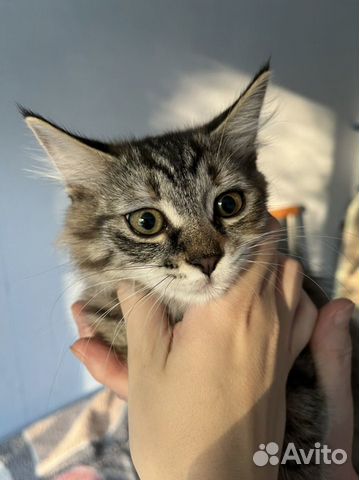 Кошечка Мася (3 мес) ищет дом
