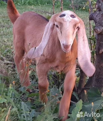 Нубийские козы камори