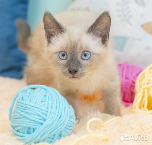 Голубоглазый выбражуля Фидель