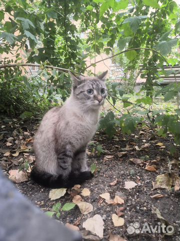 Тайская кошка в дар