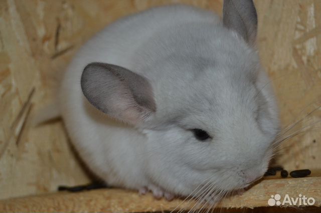 Шиншилленок