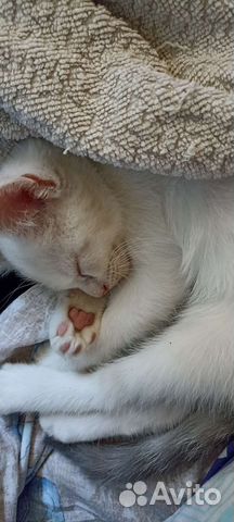 Кошки