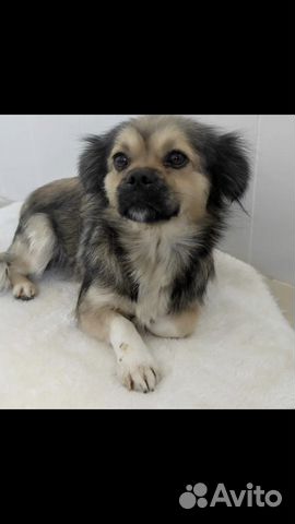 Отдам собаку помесь пикинеса