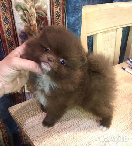 Померанский Шпиц мини девочка шоколадка