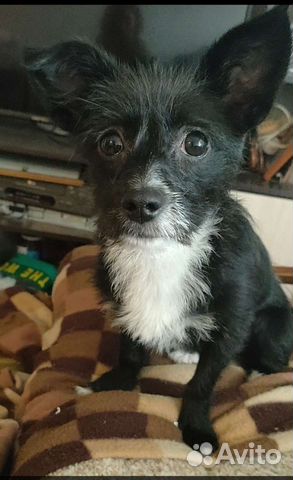 Метис с той терьером