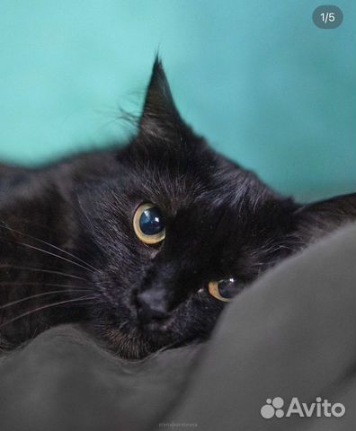 Черной кошечке Пуше грустно и одиноко