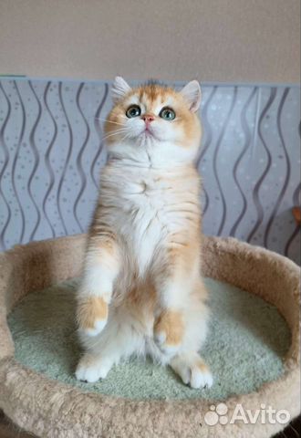 Золотая красотуля