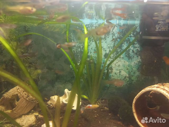 Обменяю гуппи