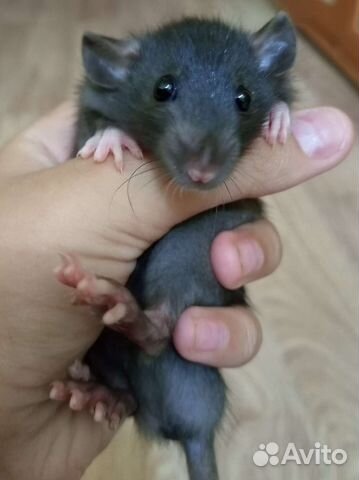 Крыса дамбо