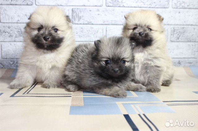 Пушистые пом- пончики