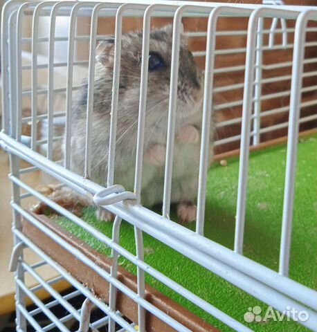 Джунгарский хомяк с клеткой