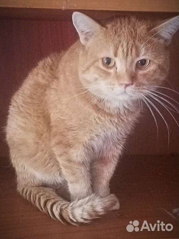 Кот 4 года