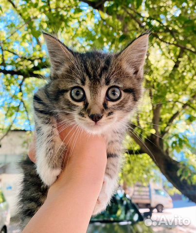 Котёнок полосатик морячок 2 мес