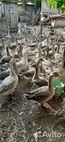 Гусята серые крупные