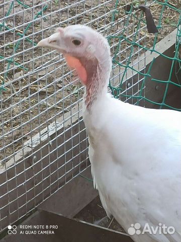 Индюки индюшки индейки