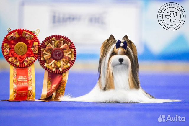 Бивер кобель для вязки