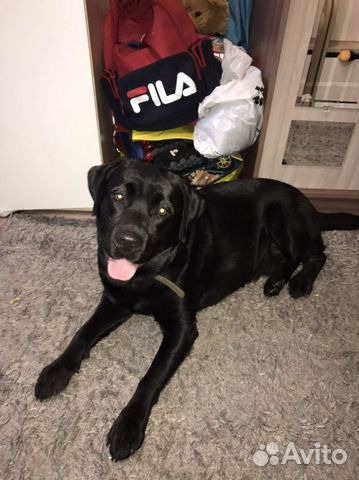 Лабрадор на вязку
