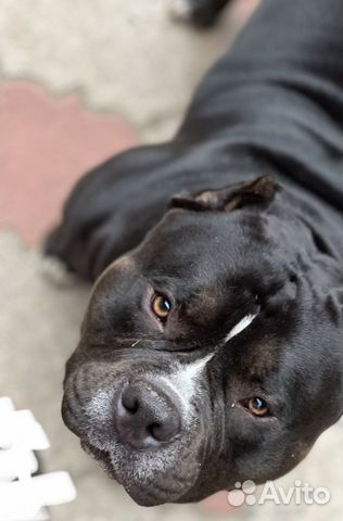 Американский булли вязка