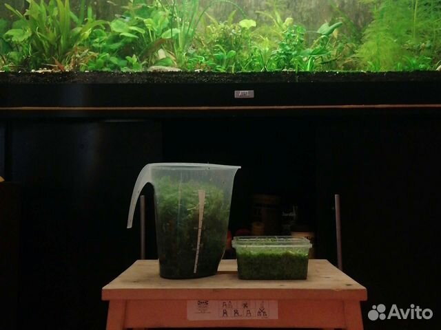Цена за всю банку растений для аквариума