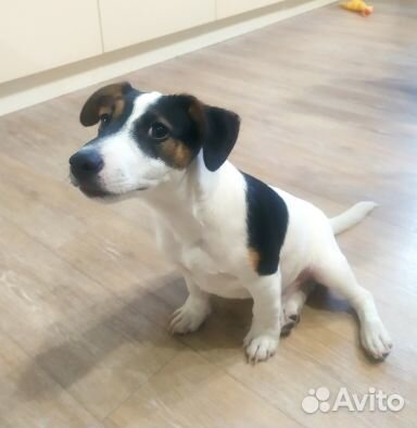 Джек-рассел-терьер (щенок, 5 месяцев)