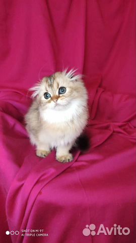 Шотландские вислоухие котята