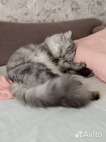 Кот