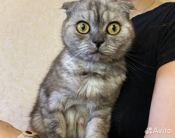 Шотландская