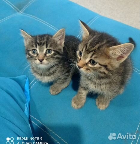 Котята 1 рубль