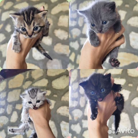 Котята британцы от чистокровных родителей