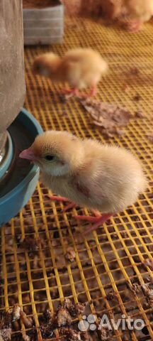 Цыплята перепелки - перепела