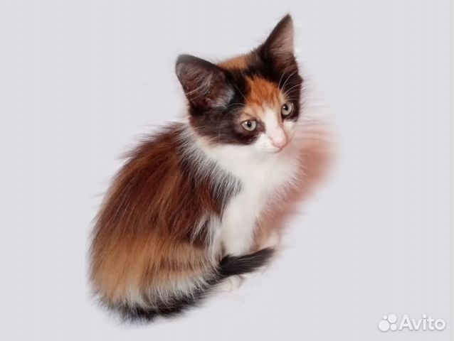 Котёнок Пятнашка 2 месяца