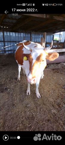 Корова дойная