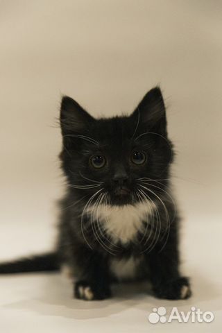 Котенок 2,5 мес