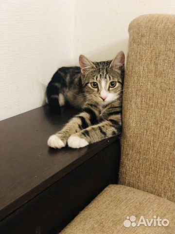 Котенок в добрые руки