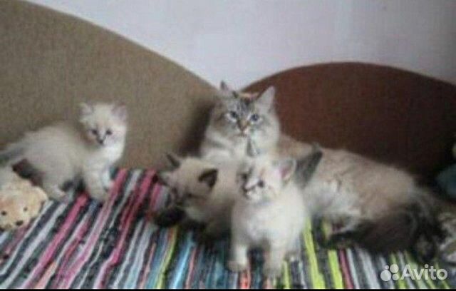 Котята Невская маскарадная