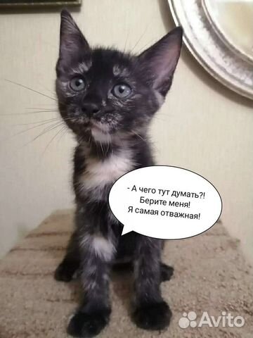 Котята в добрые руки бесплатно