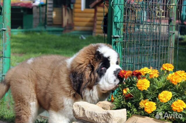 Щенок сенбернара