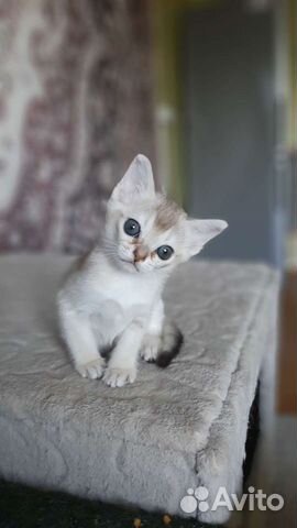 Сингапурские котята