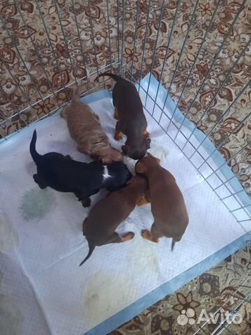 Маленькие собаки