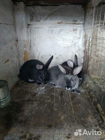 Кролики породы рекс