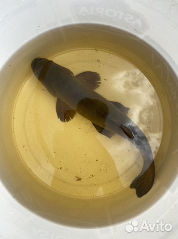 Рыба линь для пруда