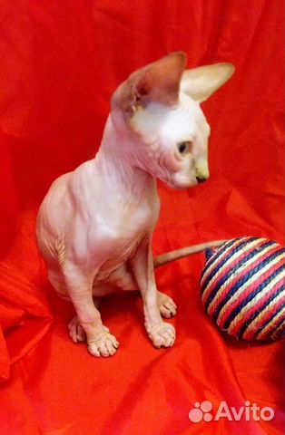 Канадский сфинкс самый лучший