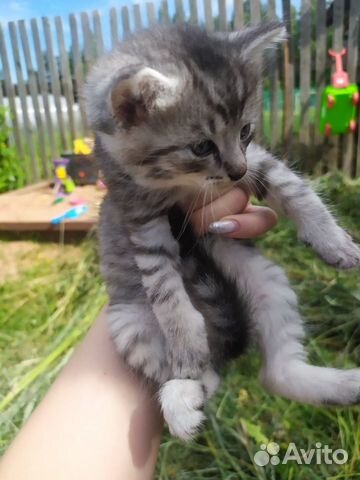 Два полосатика ищут дом