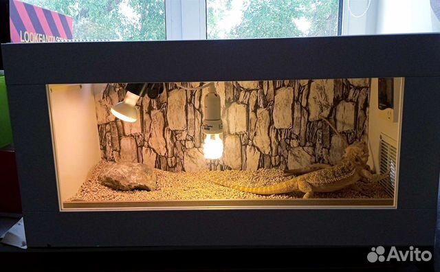 Бородатая агама с террариумом